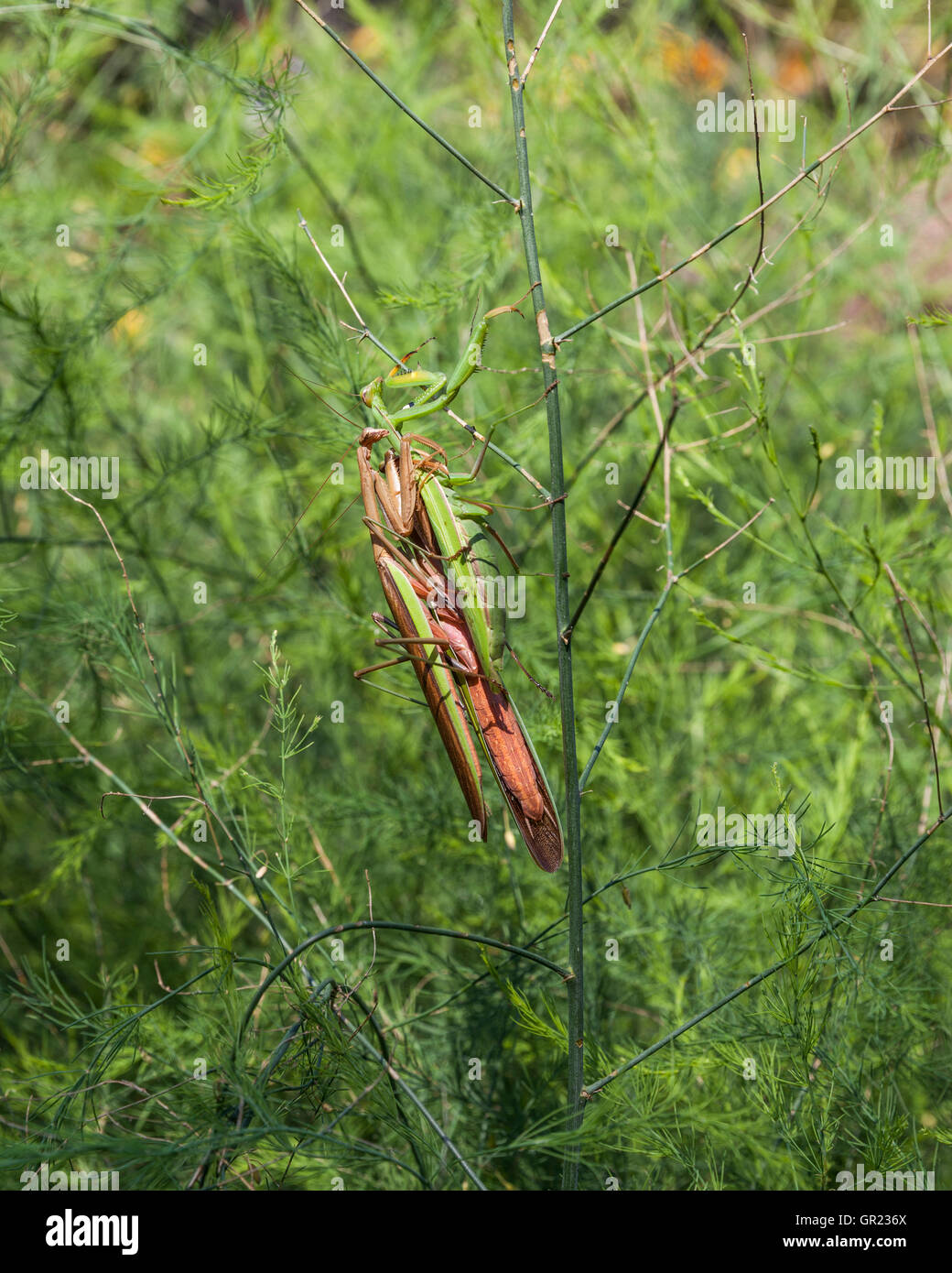 Praying mantis mating hi-res stock photography and images - Alamy