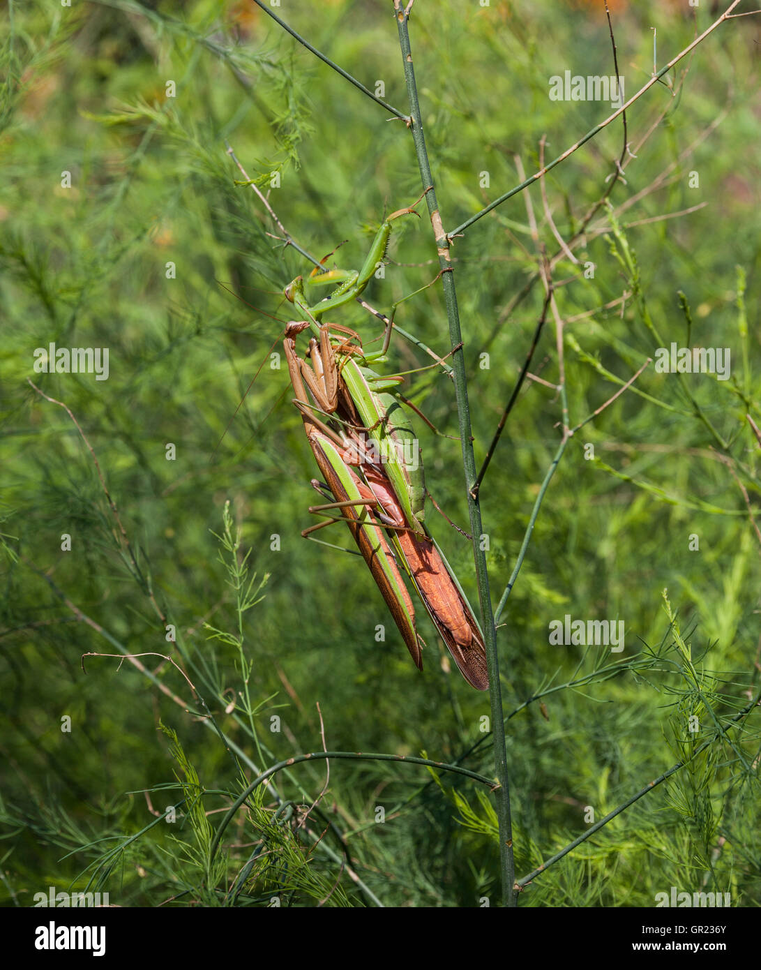 Praying Mantis Mating Two Males Mating With One Female On Asparagus