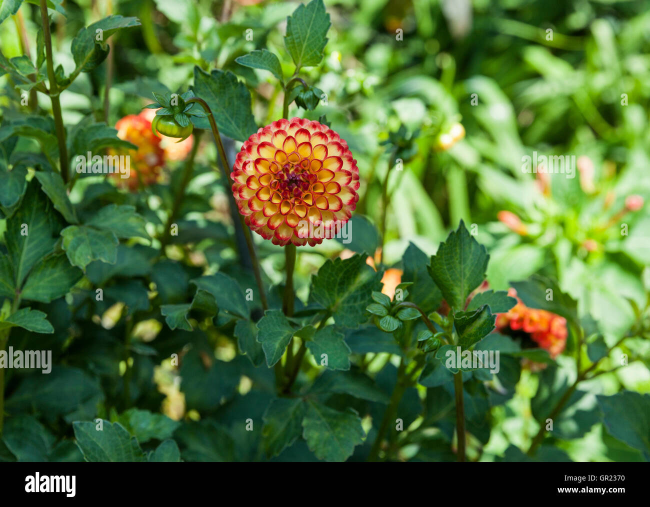 Blooming dalia flower Stock Photo - Alamy