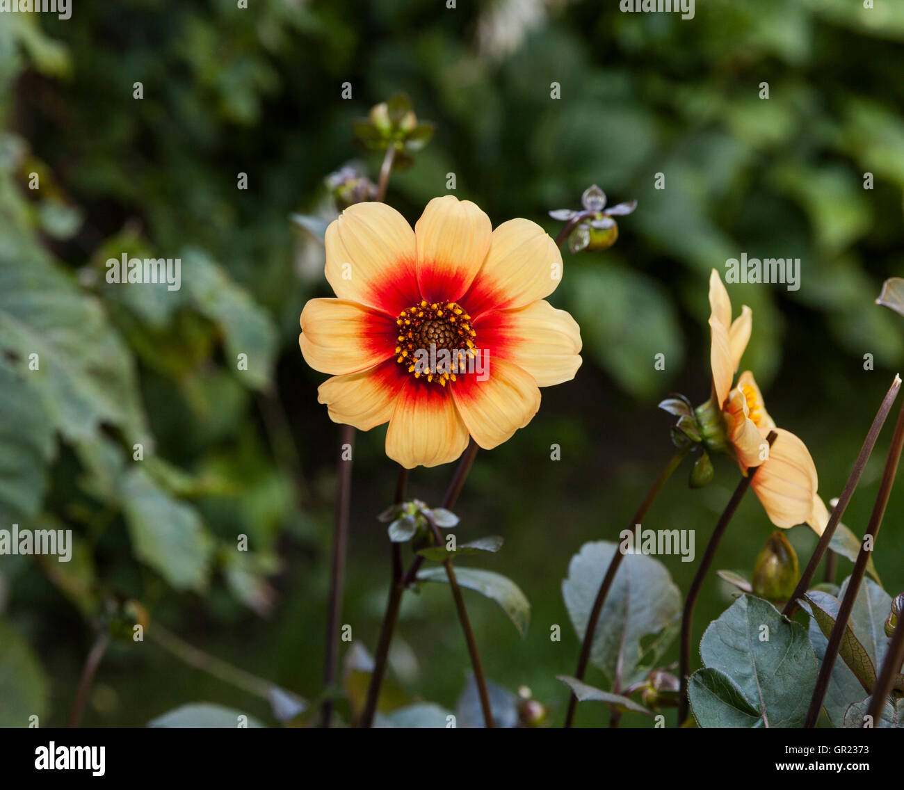 Blooming dalia flower Stock Photo - Alamy