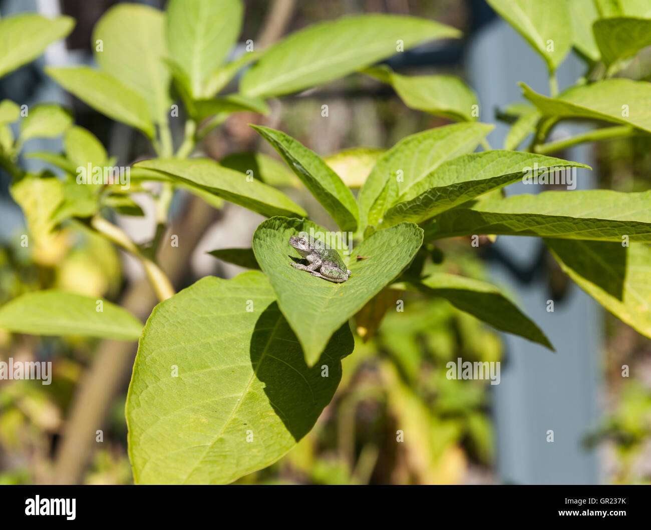 Tiny tree frog Stock Photo - Alamy