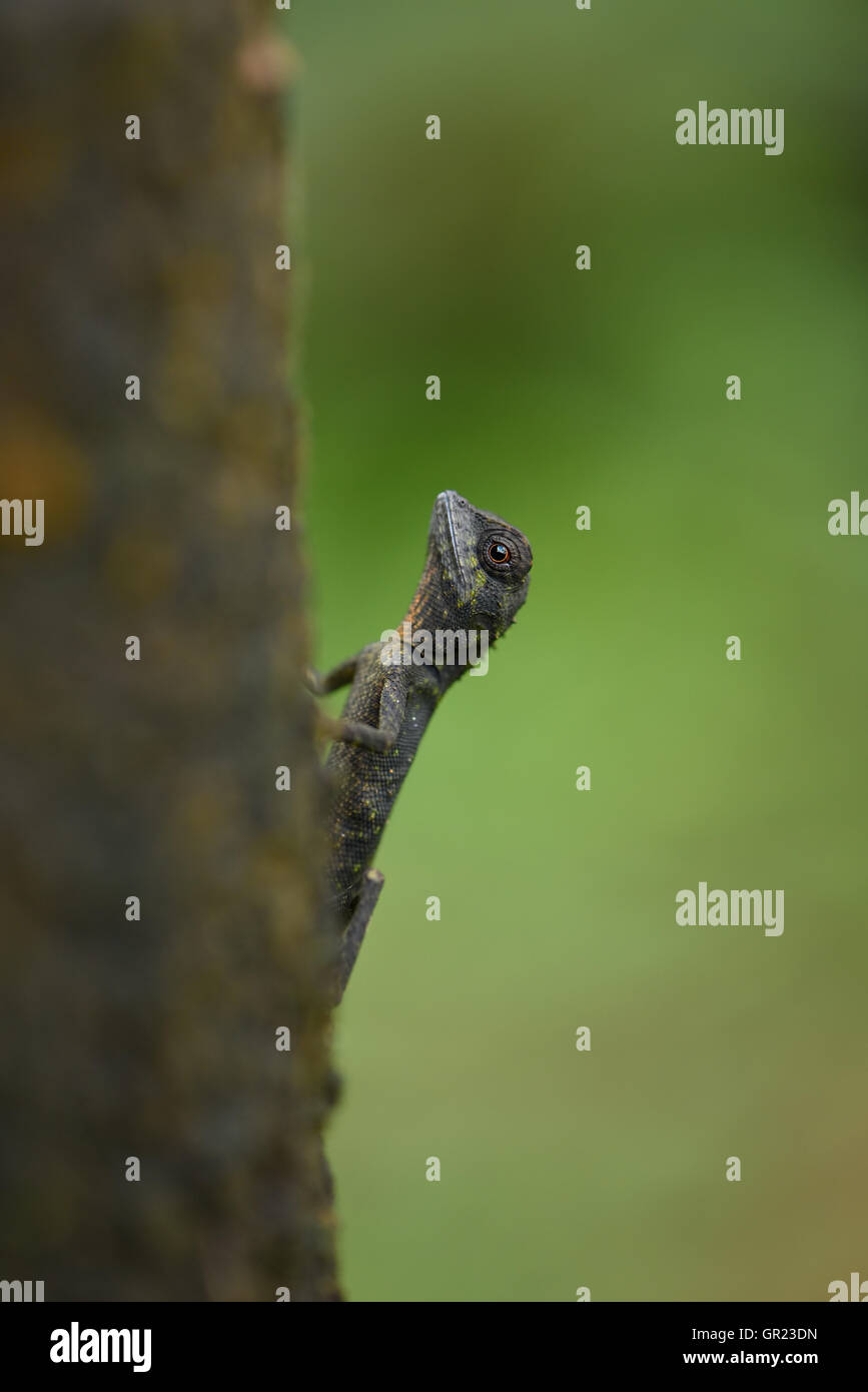 Calotes rouxii hi-res stock photography and images - Alamy