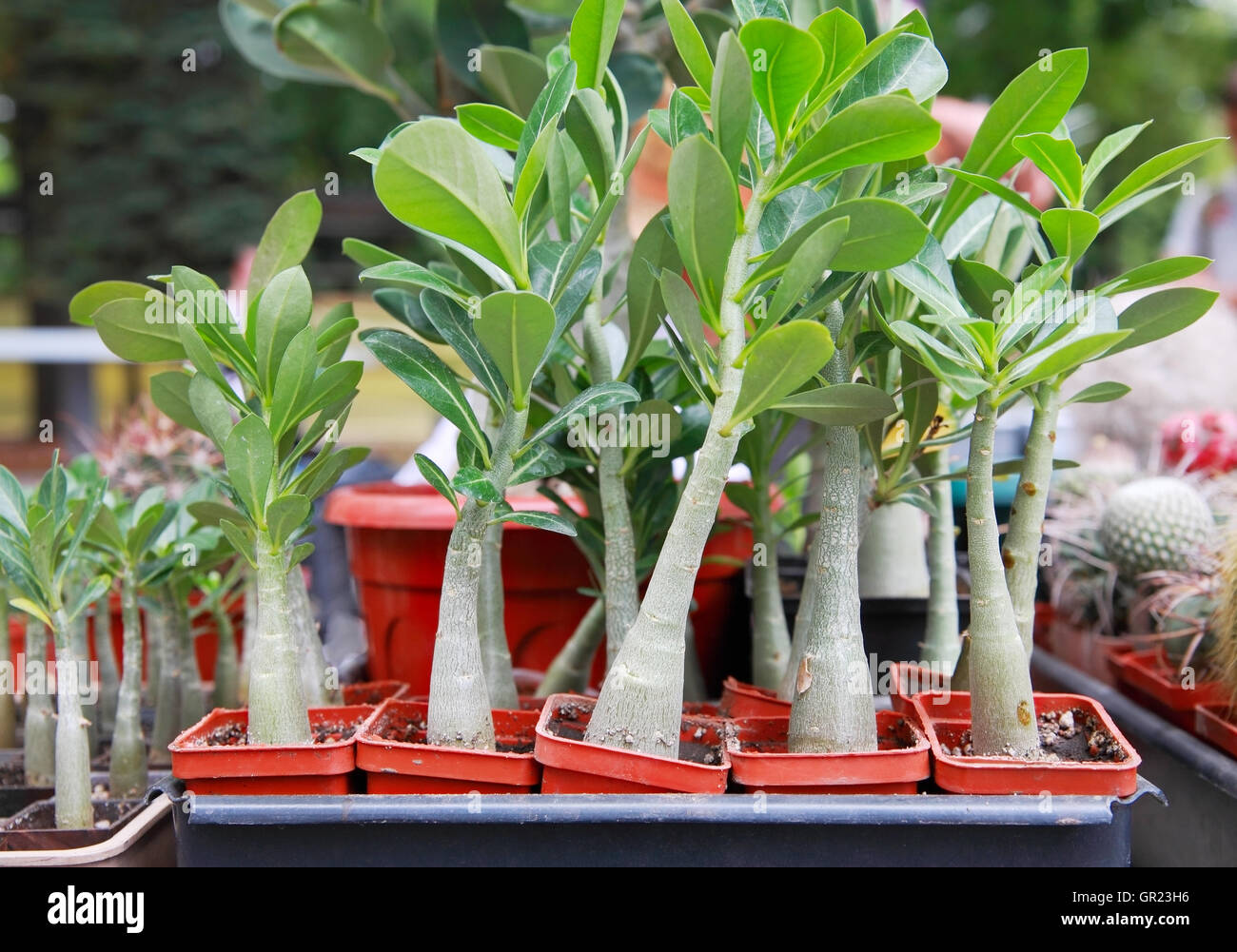 Adenium, decorative plant in pots outdoors Stock Photo - Alamy
