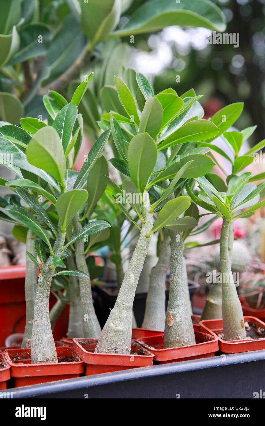 Adenium, decorative plant in pots outdoors Stock Photo - Alamy