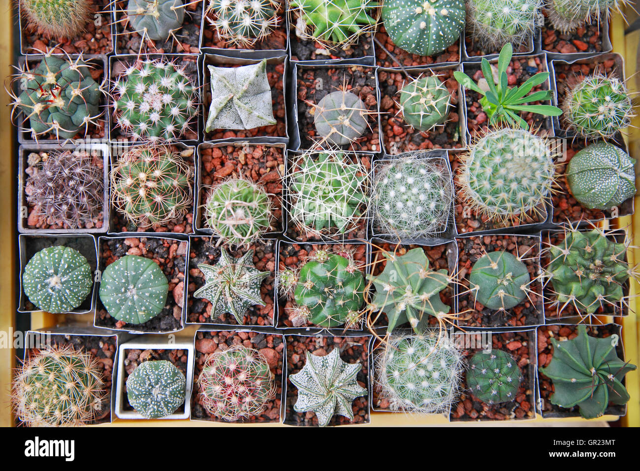 Cactuses in pots, view from above Stock Photo - Alamy