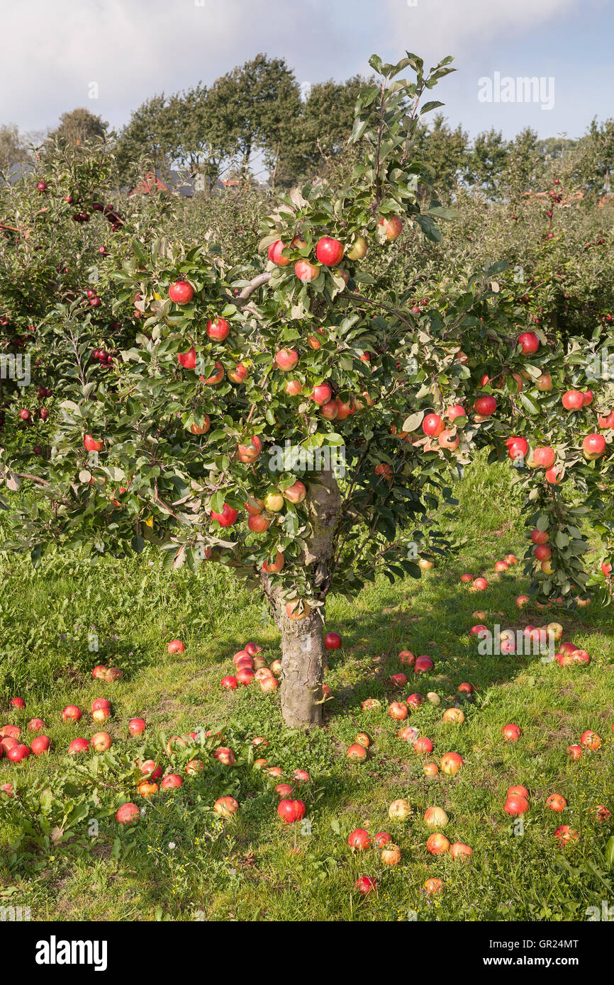 Apple orchard with red ripe apples on the tree in Kivik, Scania / Skane ...