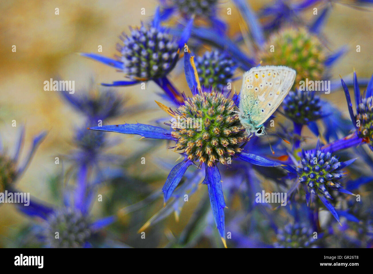Italian moth hi-res stock photography and images - Alamy