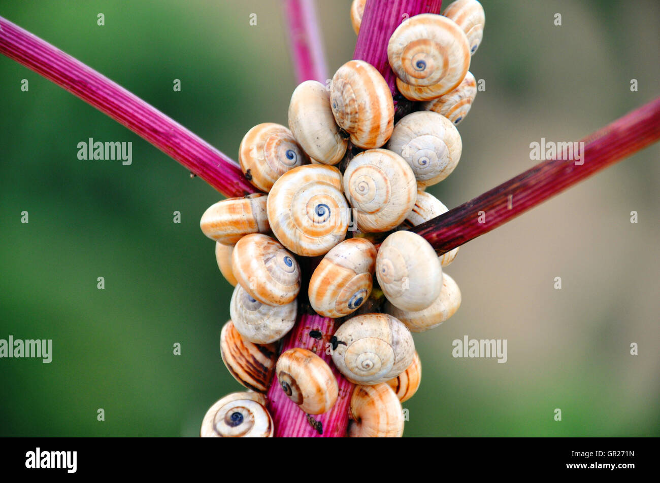 Aestivation hi-res stock photography and images - Alamy