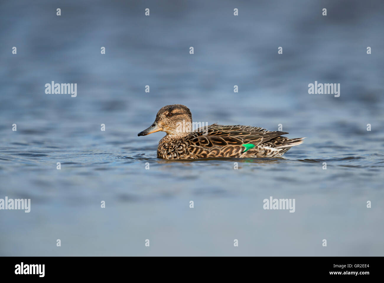 Female teal duck hi-res stock photography and images - Alamy