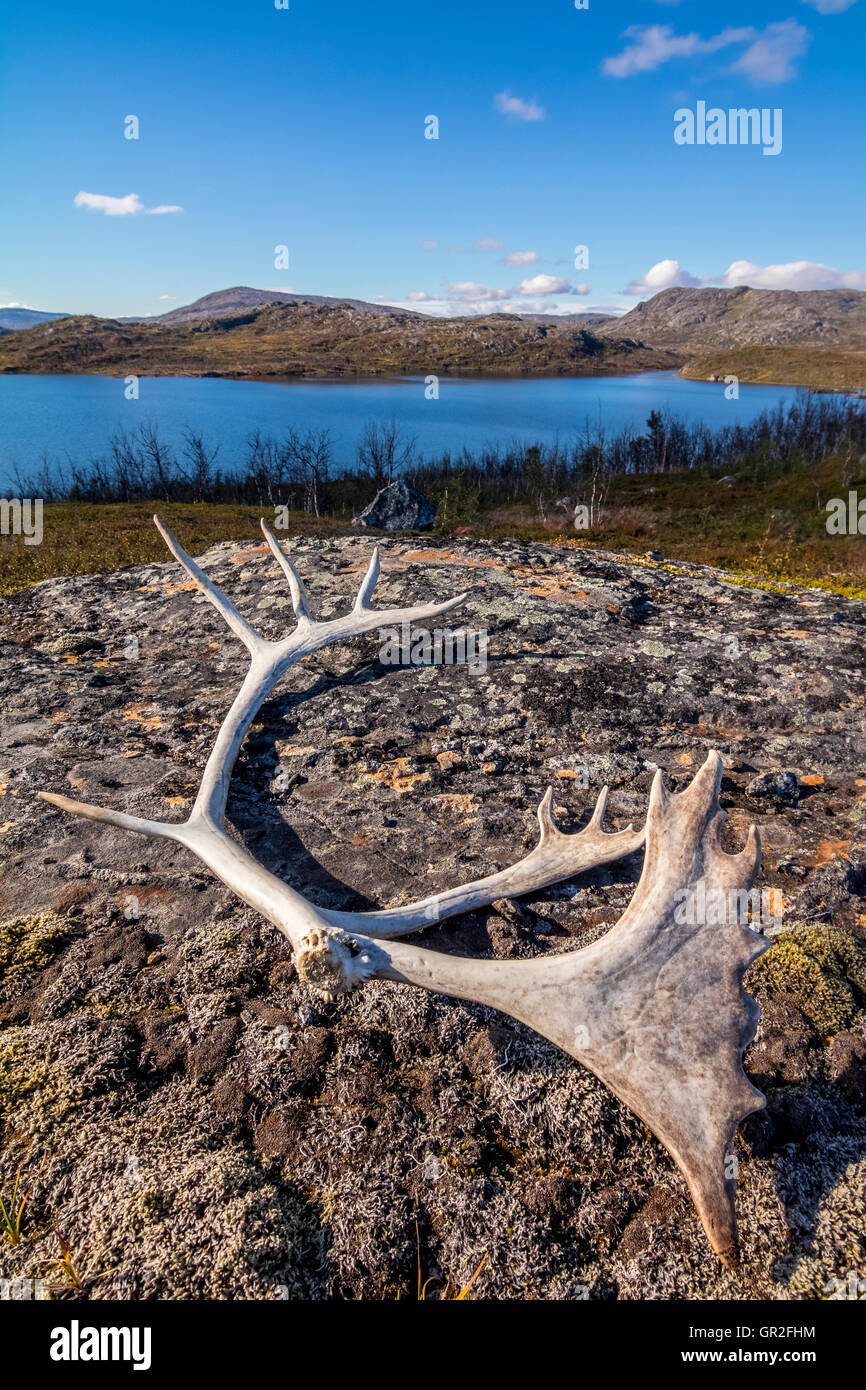 Lapland summer reindeer hi-res stock photography and images - Alamy