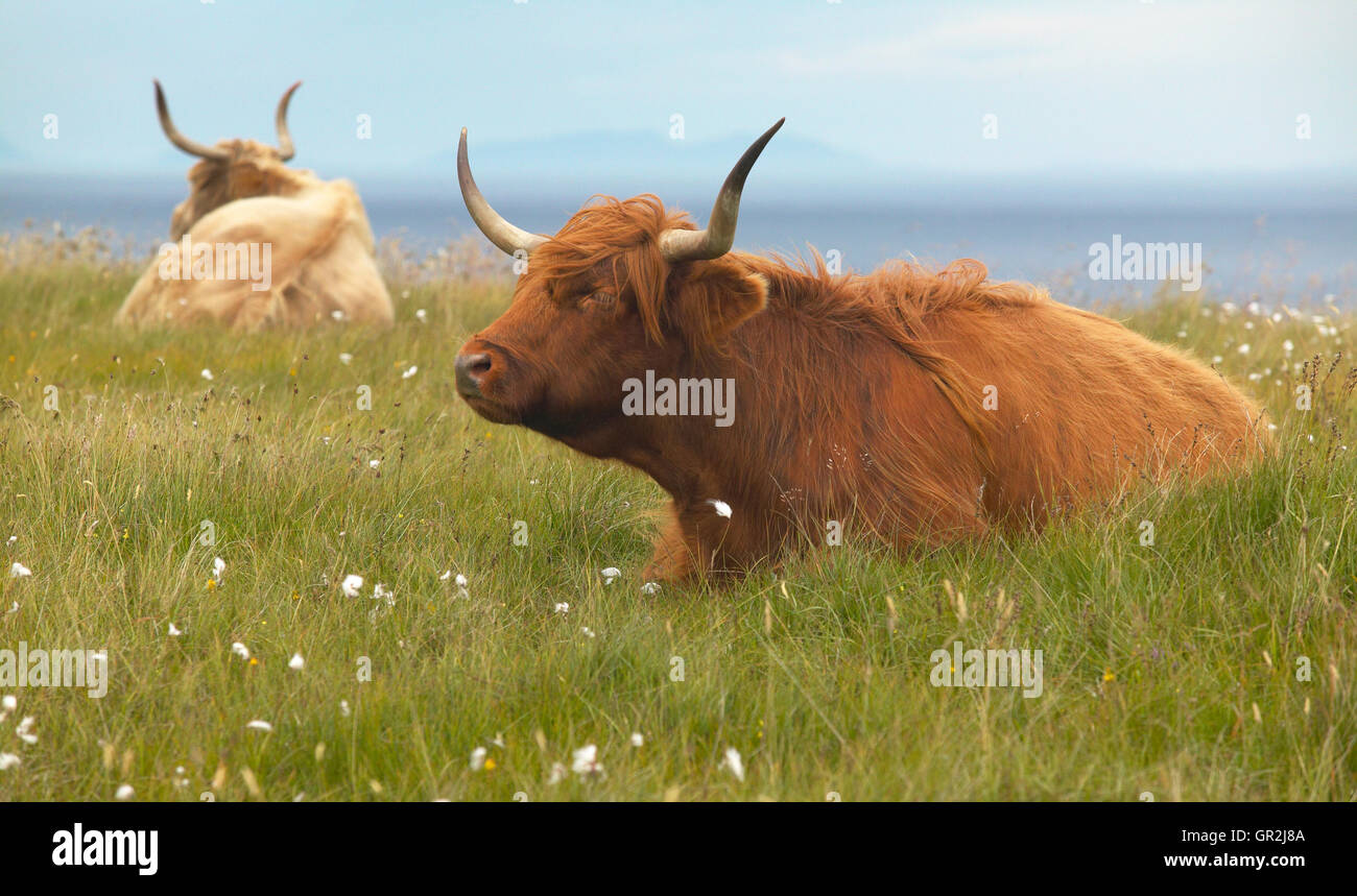 Scottish cows in the ground. Skye isle. Scotland. UK. Horizontal Stock ...