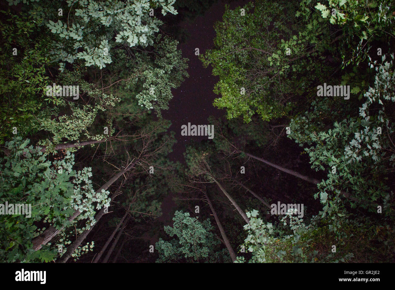 A nighttime view of a forest canopy in North Carolina Stock Photo - Alamy