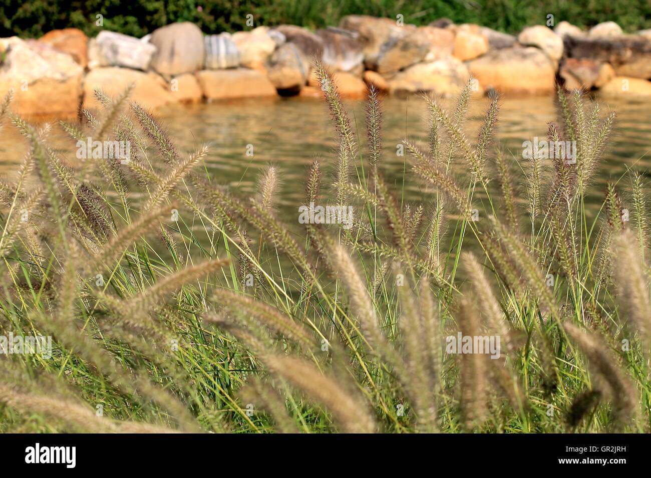 Soft reeds hi-res stock photography and images - Alamy