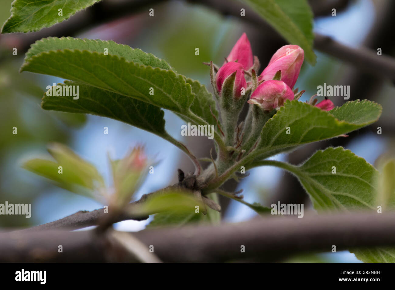 Apple blossom buds in spring Stock Photo - Alamy