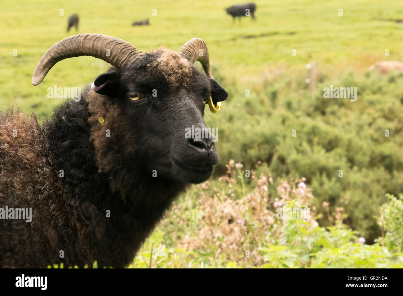 Woolly sheep horns horned hi-res stock photography and images - Alamy