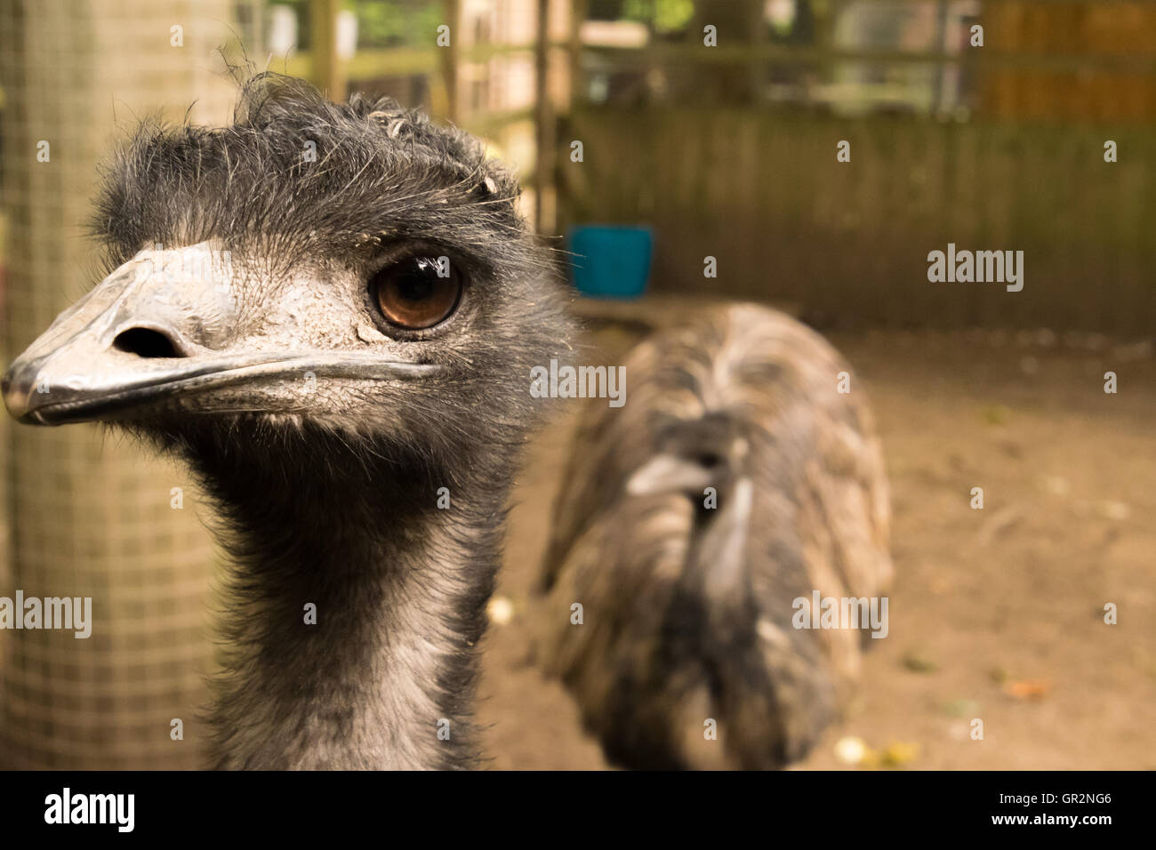 Eye looks hi-res stock photography and images - Alamy