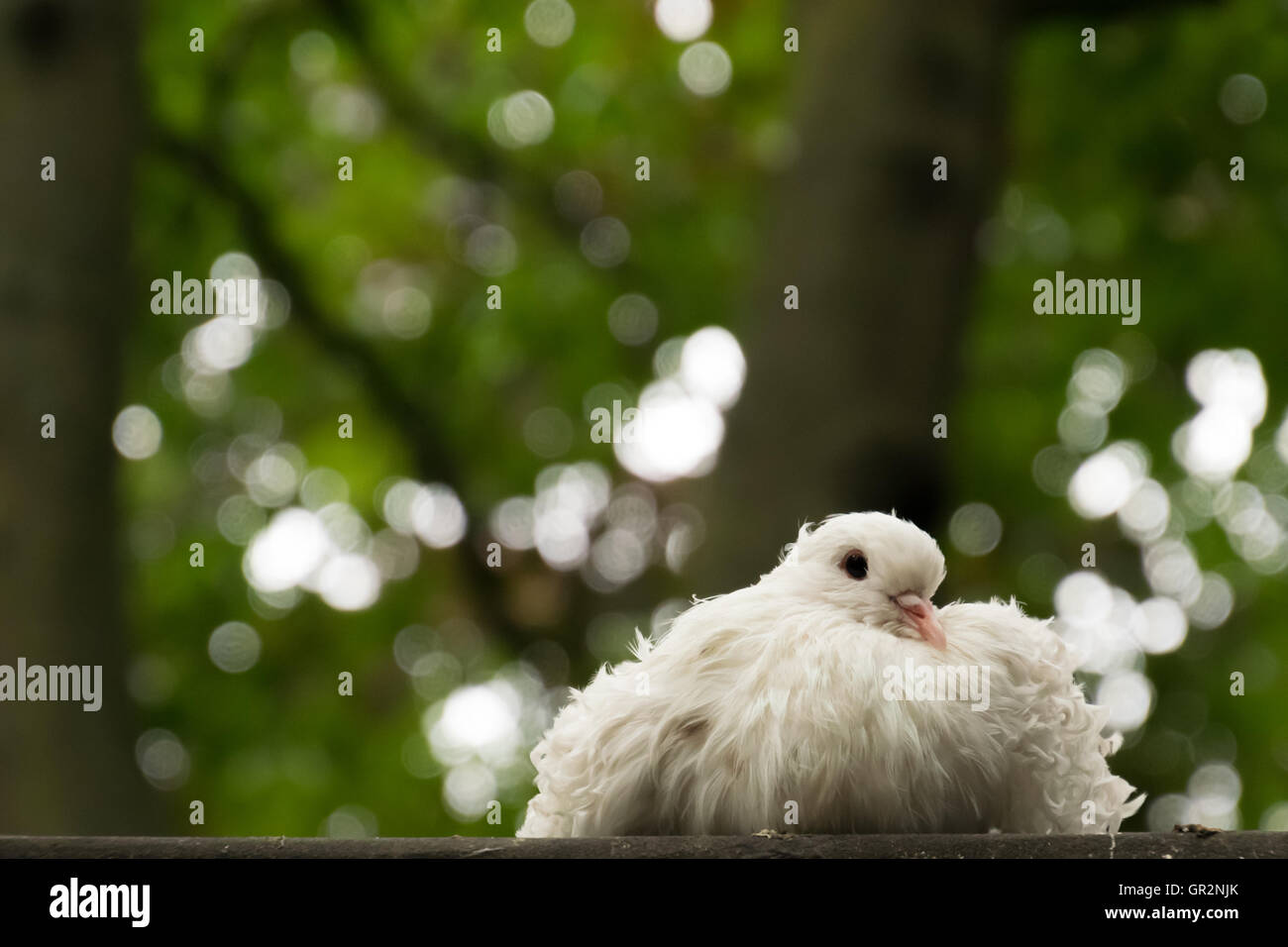 Frillback pigeon roosting at Kirkleatham Museum Stock Photo - Alamy