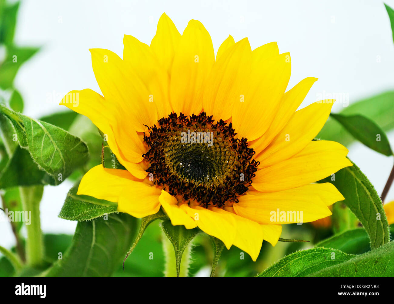 yellow sunflower - helios - big yellow flower bouquet in vase Stock ...