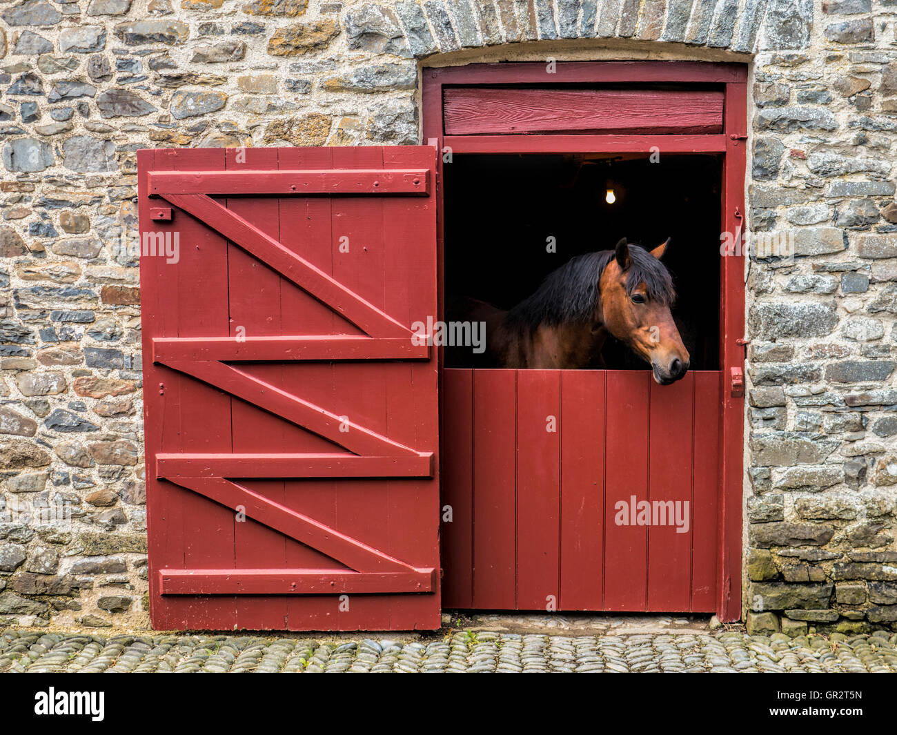 Horse in a stable Stock Photo - Alamy