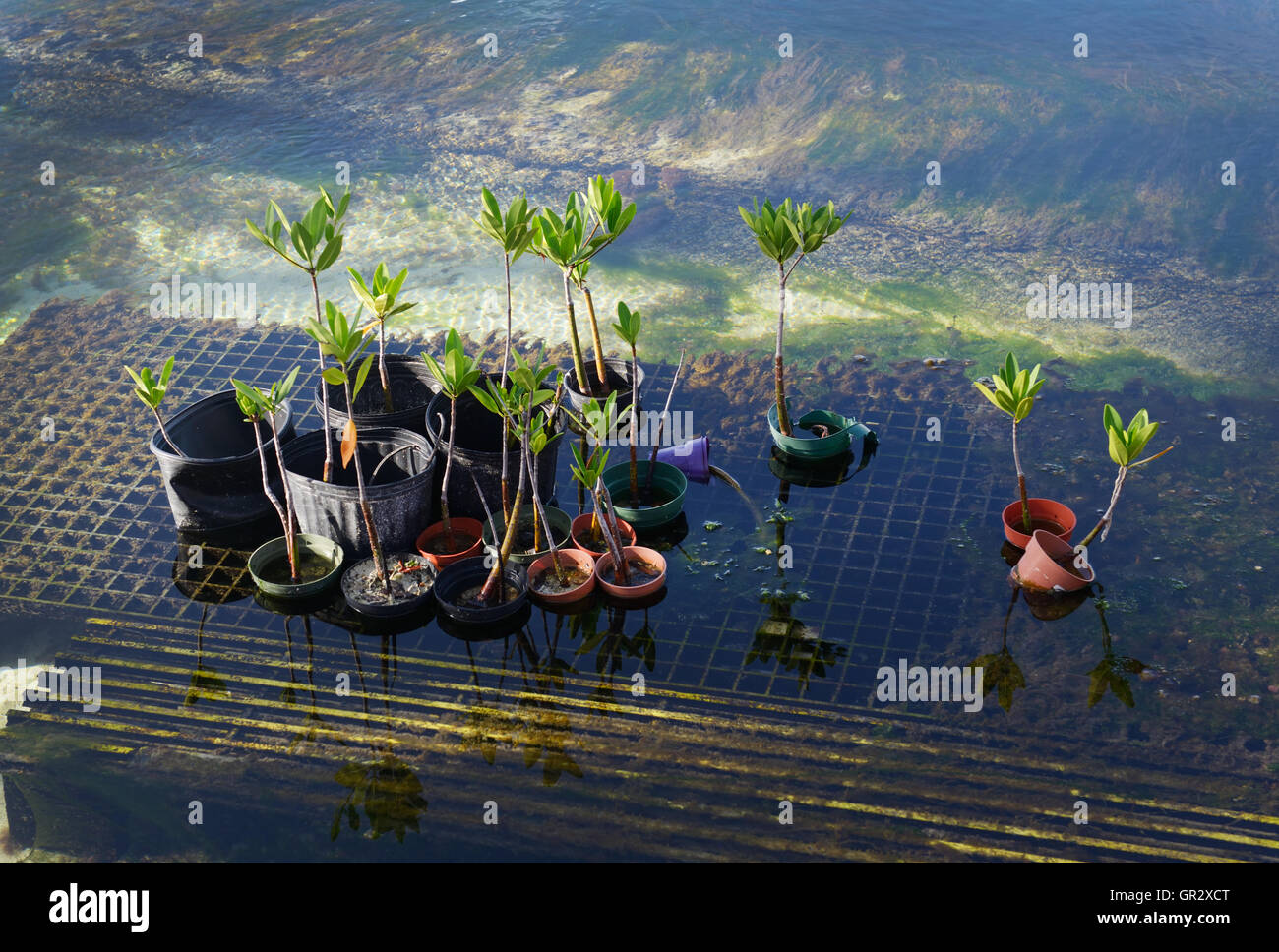 Red mangrove rhizophora mangle hi-res stock photography and images - Alamy
