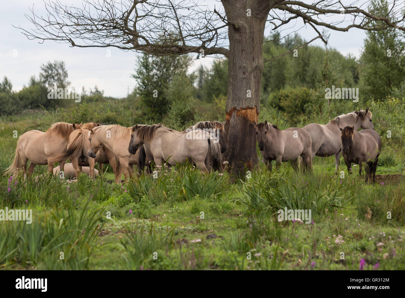 Konik breed wetland horse pony animal hi-res stock photography and ...