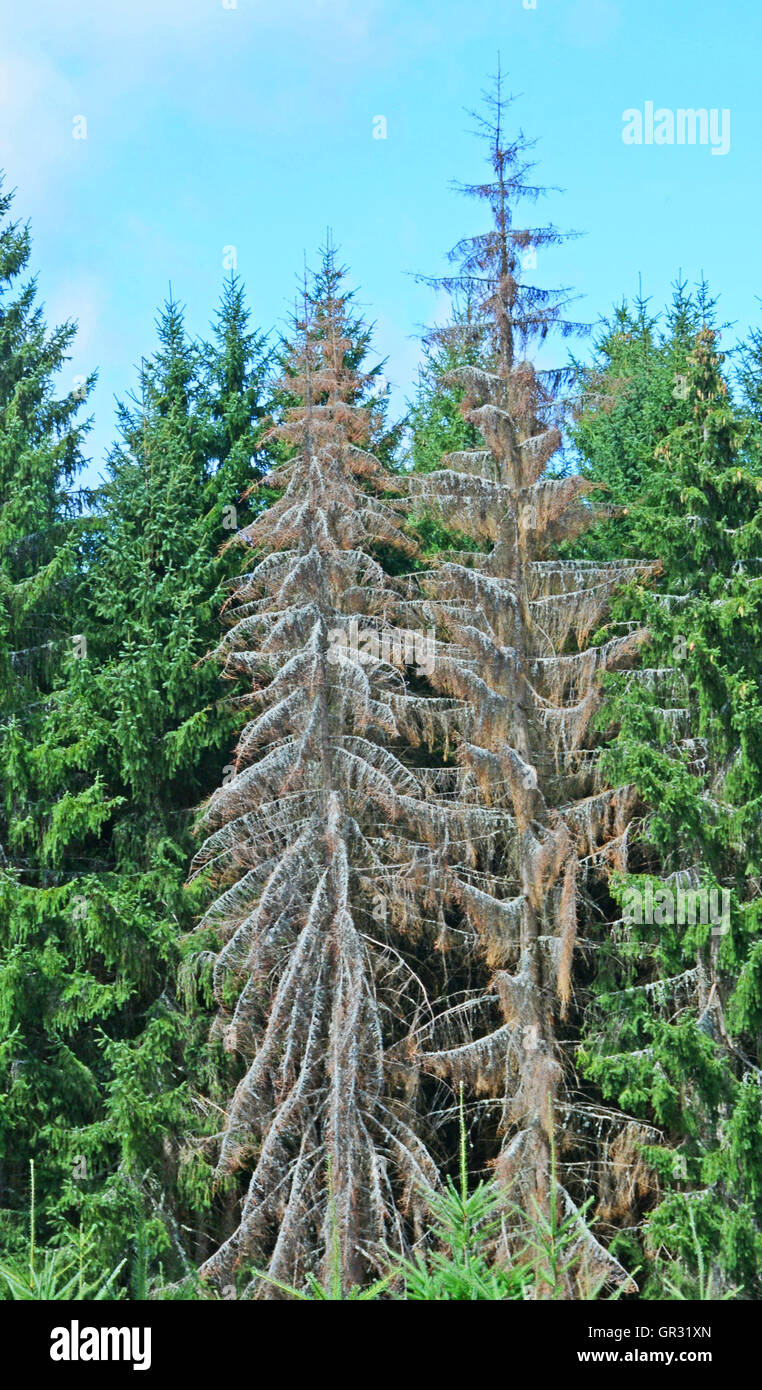 Dead fir hi-res stock photography and images - Alamy