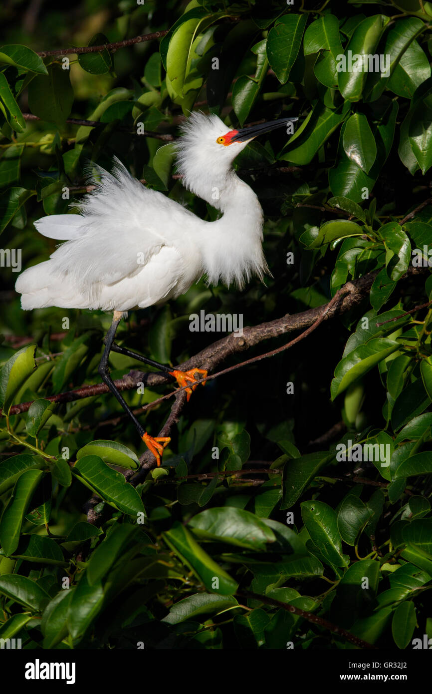 Perch snowy egret tree hi-res stock photography and images - Alamy