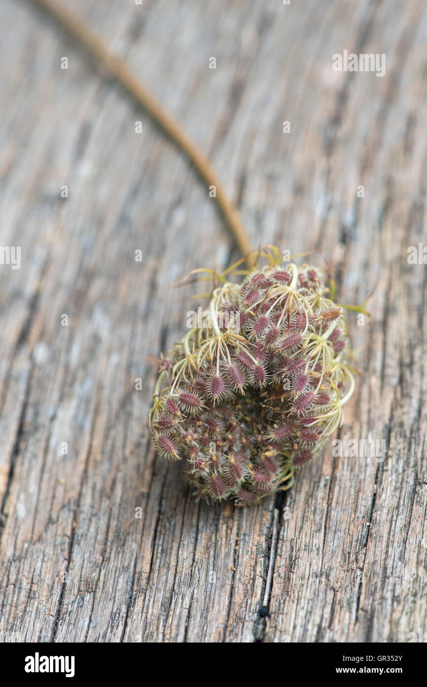 Daucus carota. Wild carrot fruit cluster containing oval fruits with ...