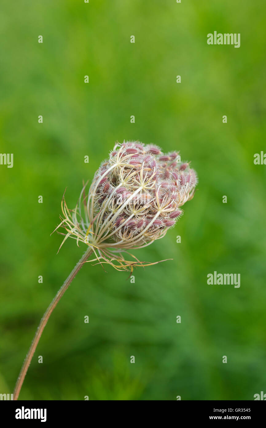 Daucus carota. Wild carrot fruit cluster containing oval fruits with ...