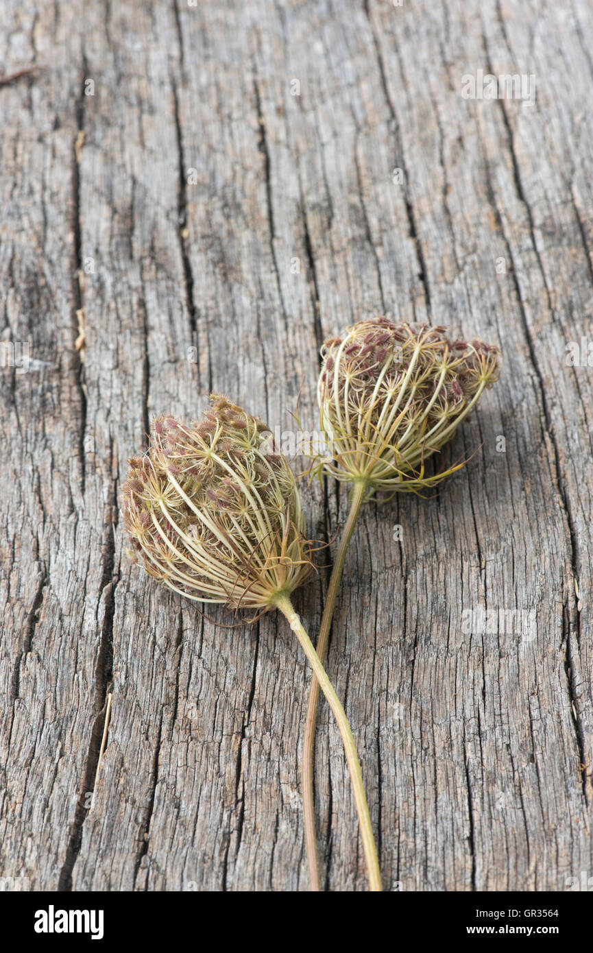 Daucus carota. Wild carrot fruit cluster containing oval fruits with ...