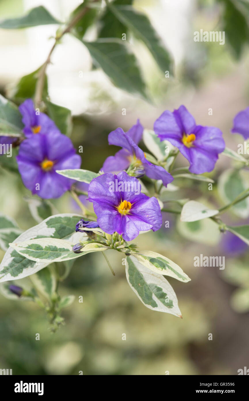 Blue Lycianthes rantonnetti 'Variegata'. Blue Potato Bush in flower ...