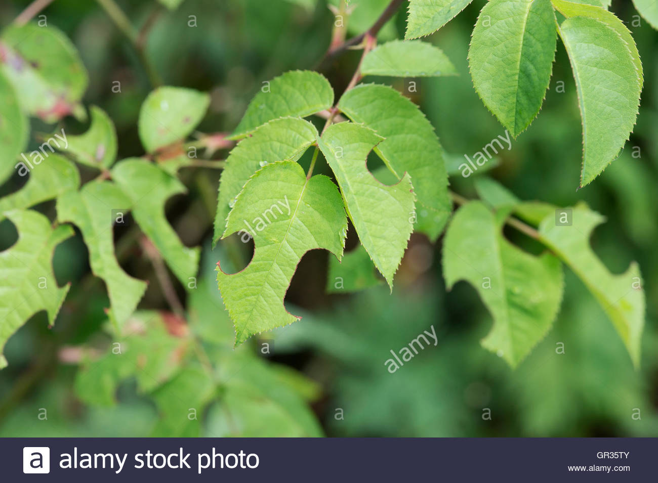 Damaged Leaves Stock Photos & Damaged Leaves Stock Images - Alamy