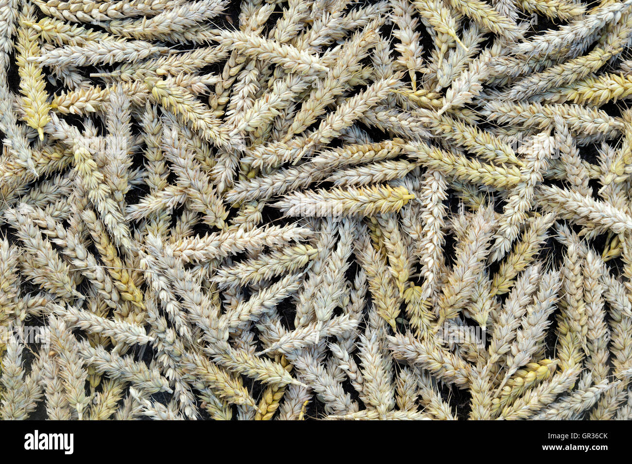 Triticum aestivum. Wheat ears pattern Stock Photo - Alamy