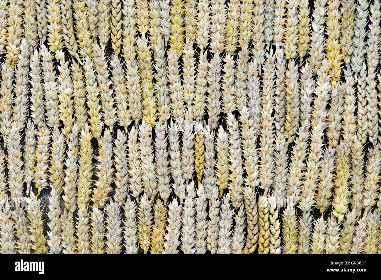 Pattern wheat hi-res stock photography and images - Alamy