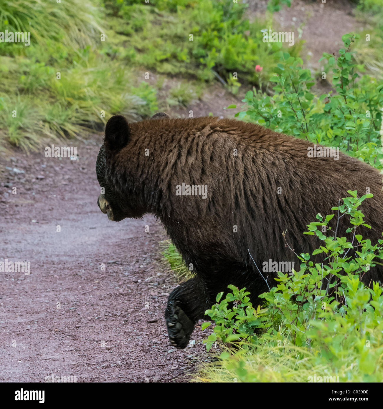 Black bear looking away hi-res stock photography and images - Alamy