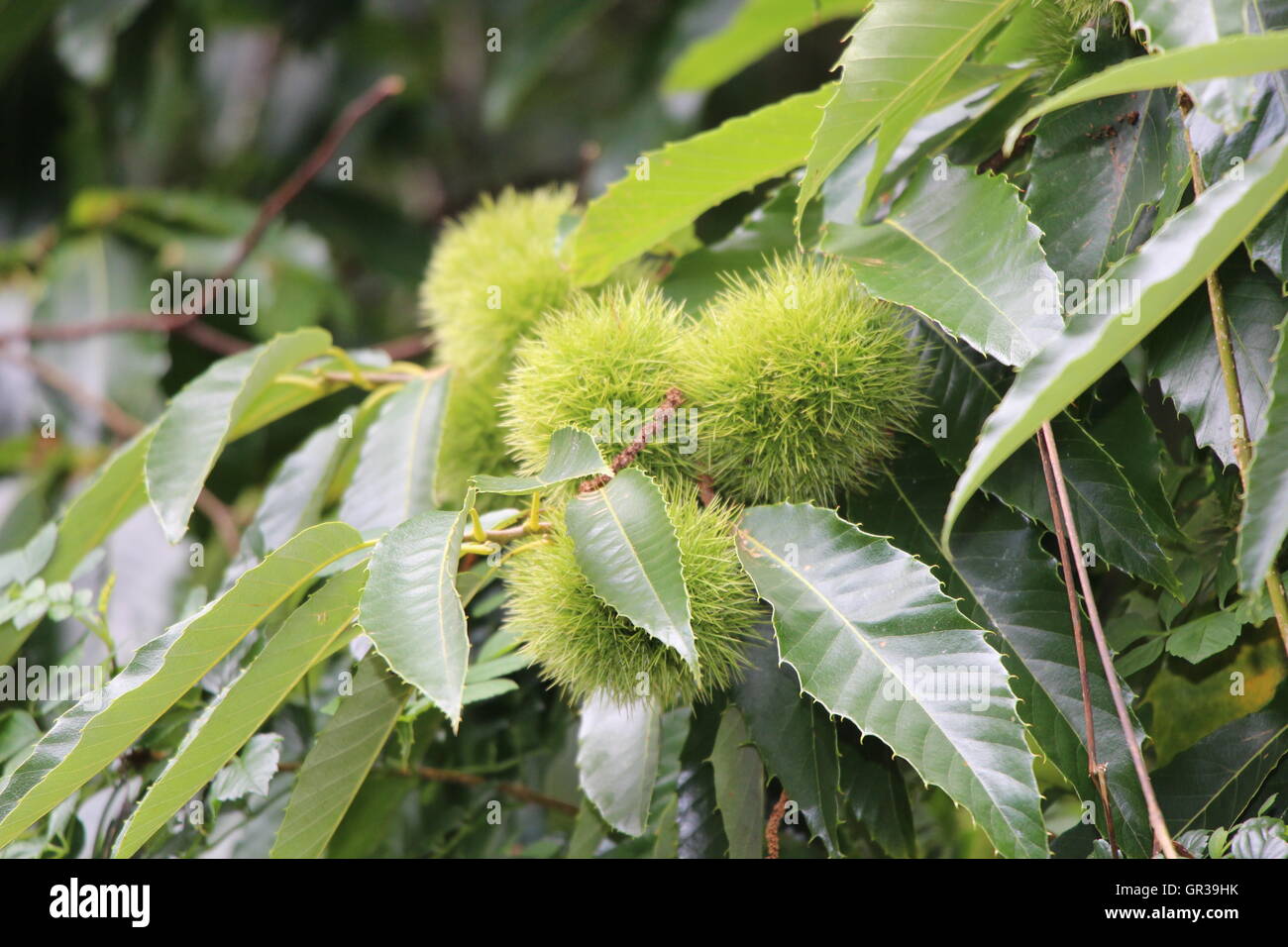 Cheatnuts hi-res stock photography and images - Alamy