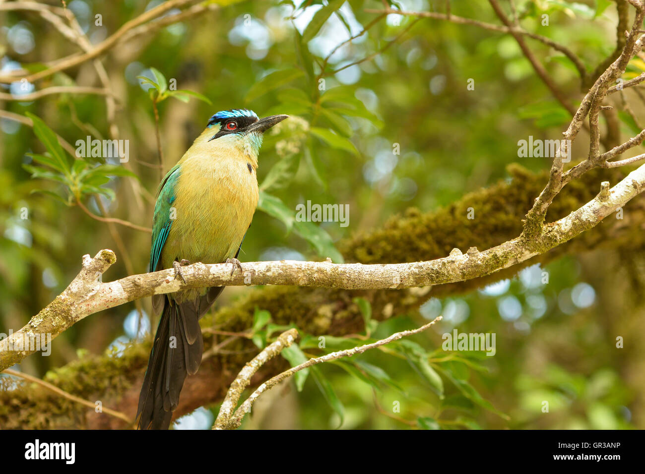 Blue crowned hi-res stock photography and images - Alamy