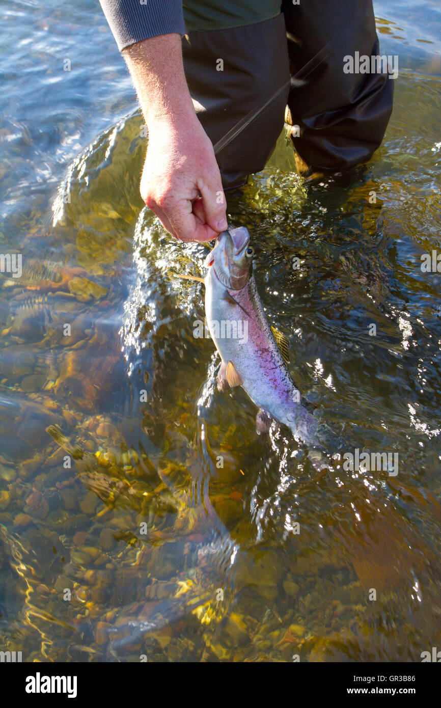 Catch and release hi-res stock photography and images - Alamy