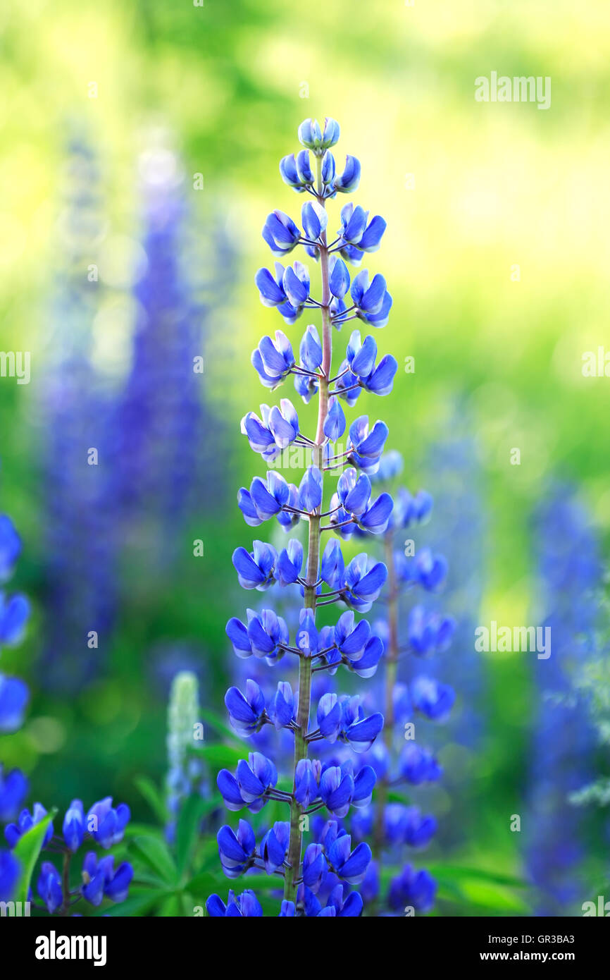 Blue blooming hi-res stock photography and images - Alamy