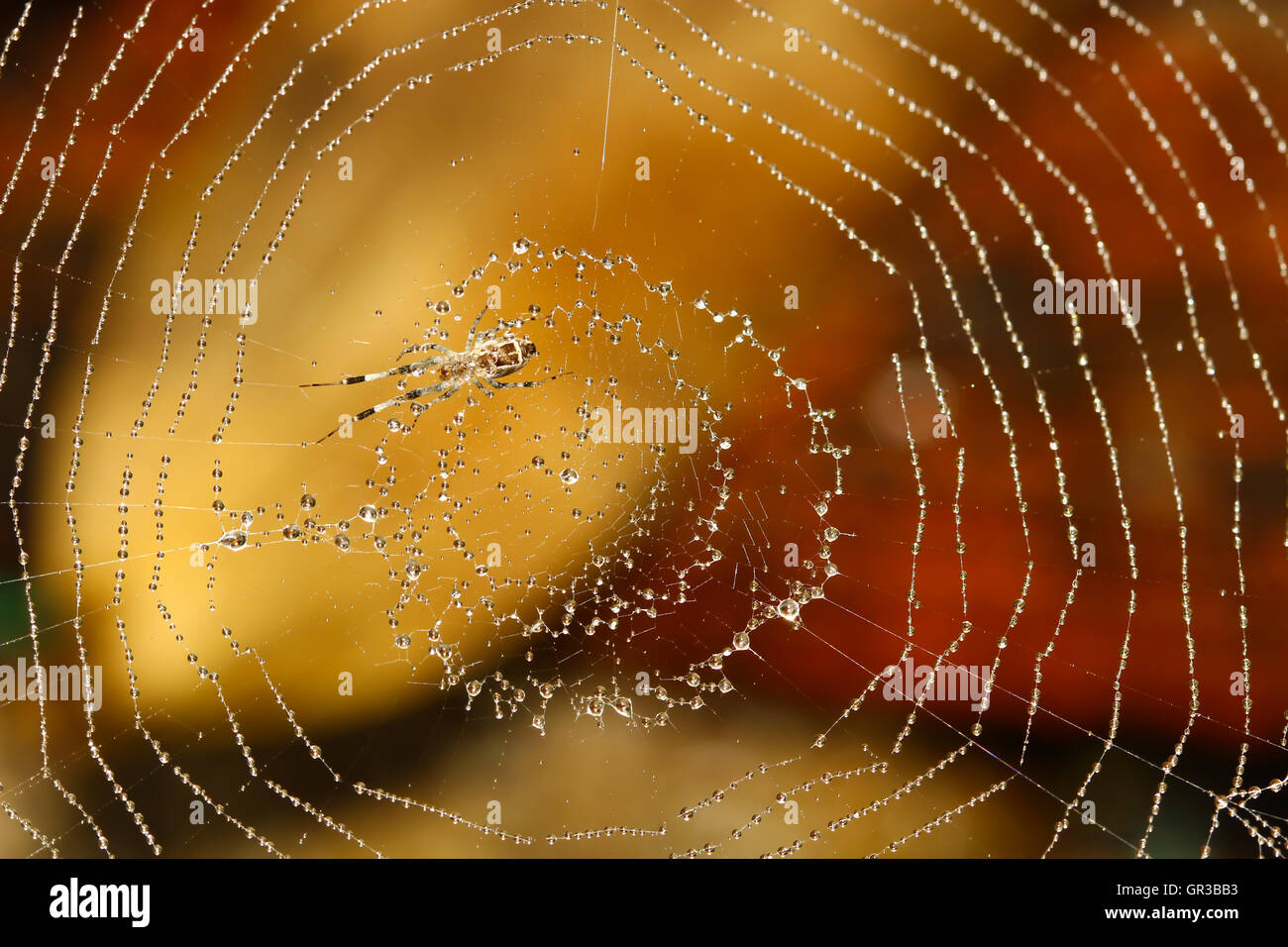 Spider Web Covered with Sparkling Dew Drops Stock Photo - Alamy