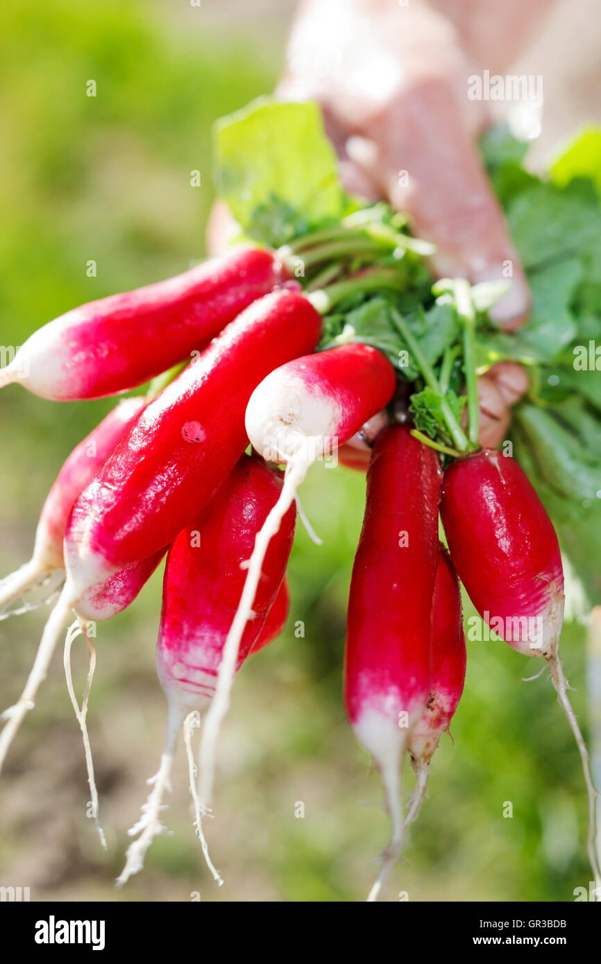Fresh radish in the woman's hands Stock Photo - Alamy