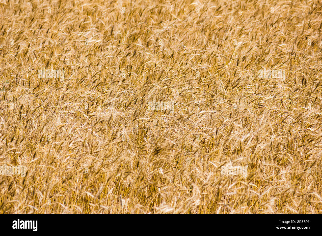 straw in the summer Stock Photo - Alamy