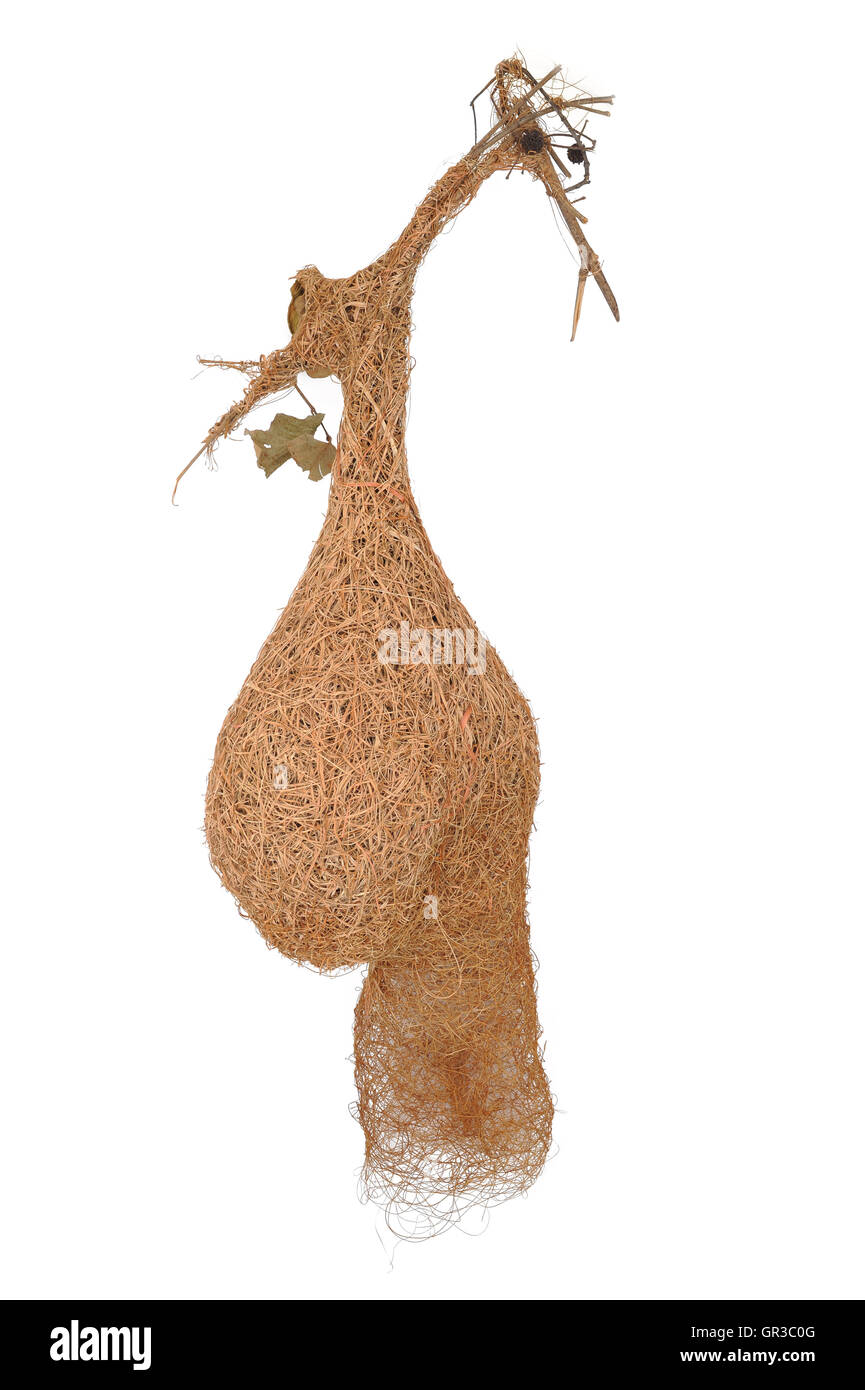 Structure of nest Cut Out Stock Images & Pictures - Alamy
