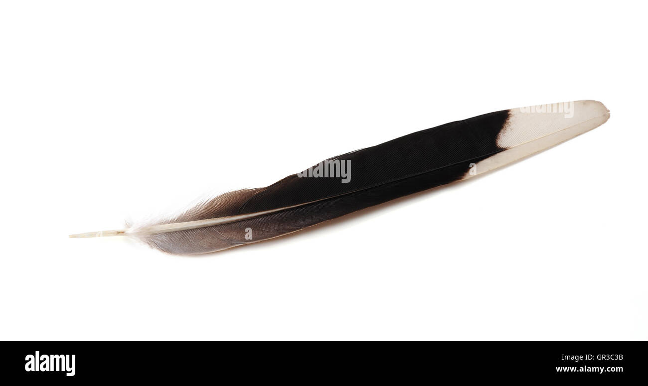 Black feather isolated hi-res stock photography and images - Alamy
