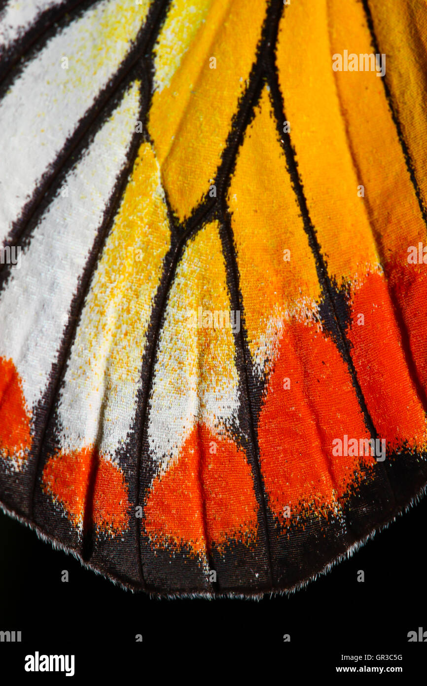 Butterfly wing texture, close up of detail of butterfly wing for Stock ...