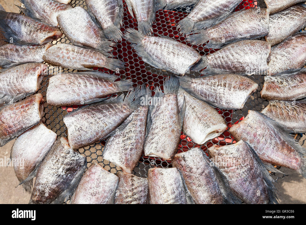 Dry Gourami fish Stock Photo - Alamy