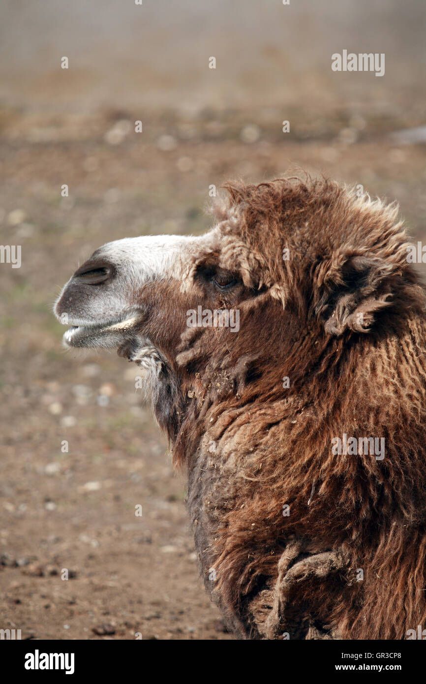 Camel cattle hi-res stock photography and images - Alamy