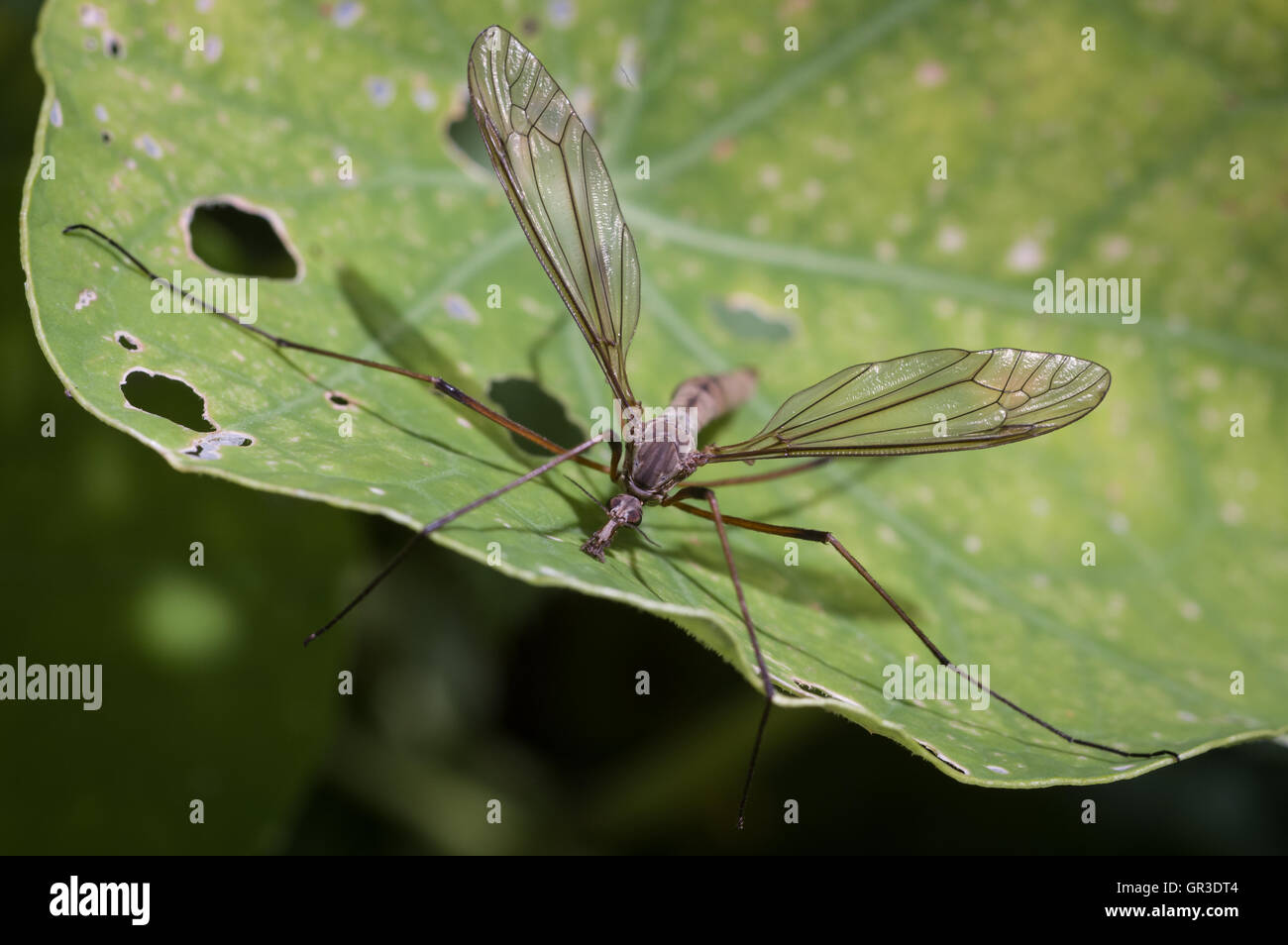 The crane fly is a member of the family of insects in the order Diptera ...