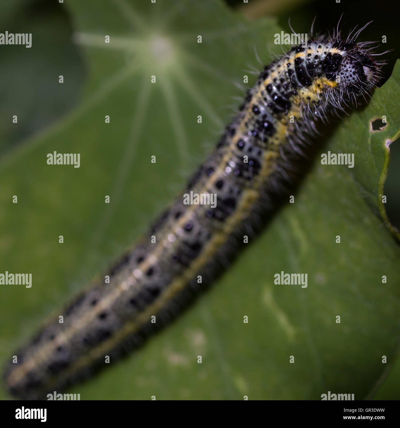 Caterpillars are the larval stage of various butterflies and moths ...