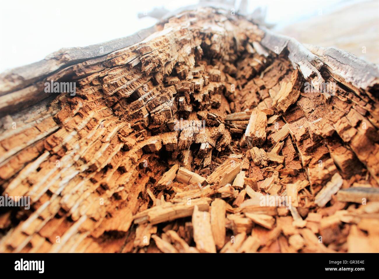Wood on the beach hi-res stock photography and images - Alamy